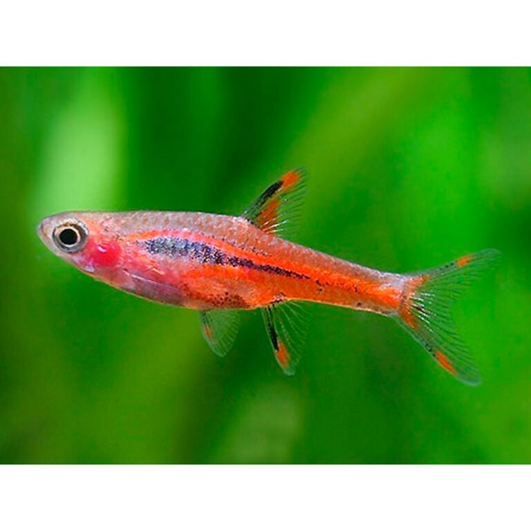 Boraras brigittae (Rasbora Mosquito) - Aquarium Crystal