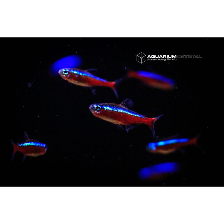 Paracheirodon axelrodi (Tetra Cardinal) - Aquarium Crystal